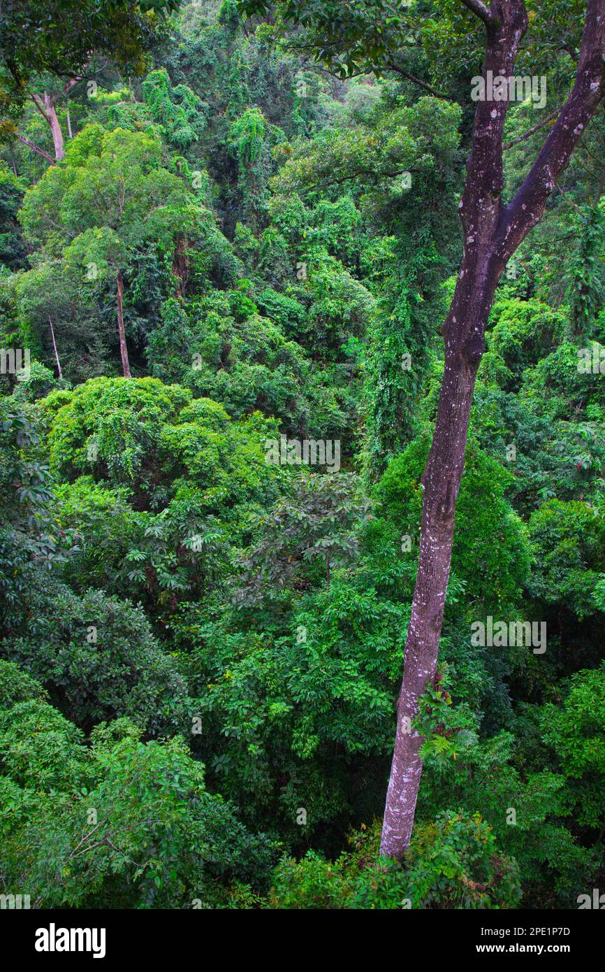 Malaysia, Sabah, Sepilok, rainforest, flora, vegetation, plants, trees ...