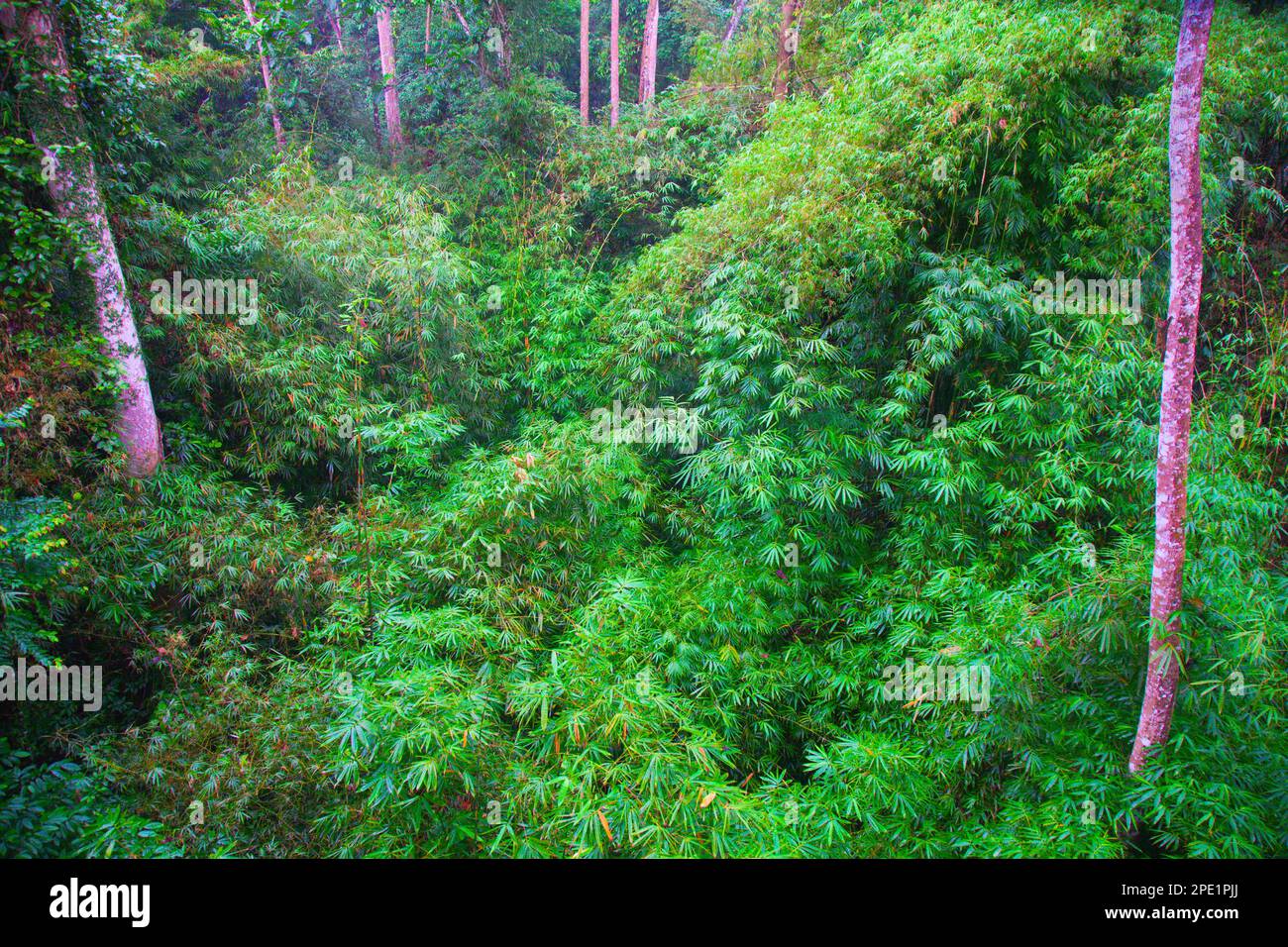 Malaysia, Sabah, Sepilok, rainforest, flora, vegetation, plants, trees ...