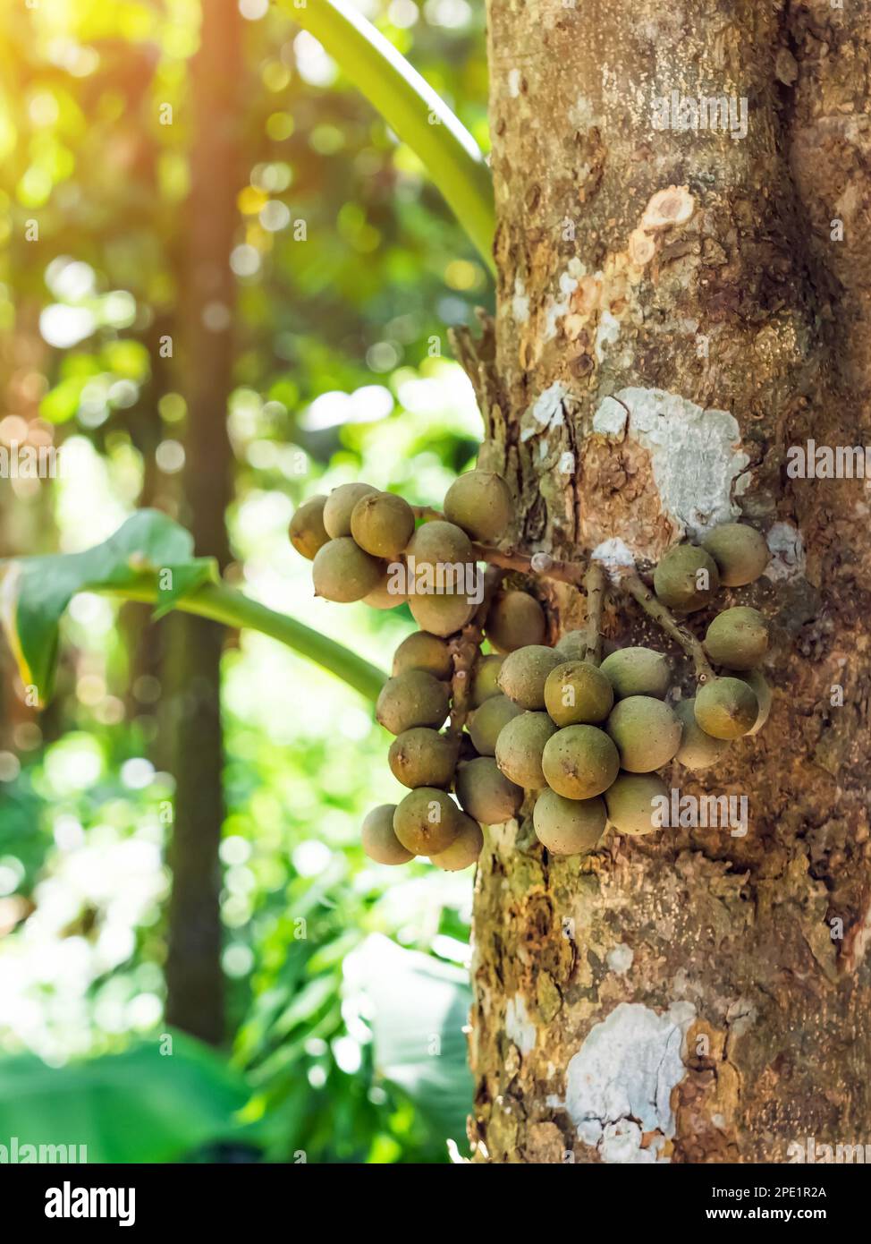 Longkong or Lansium parasiticum (duku fruit) on tree branch. Duku is ...
