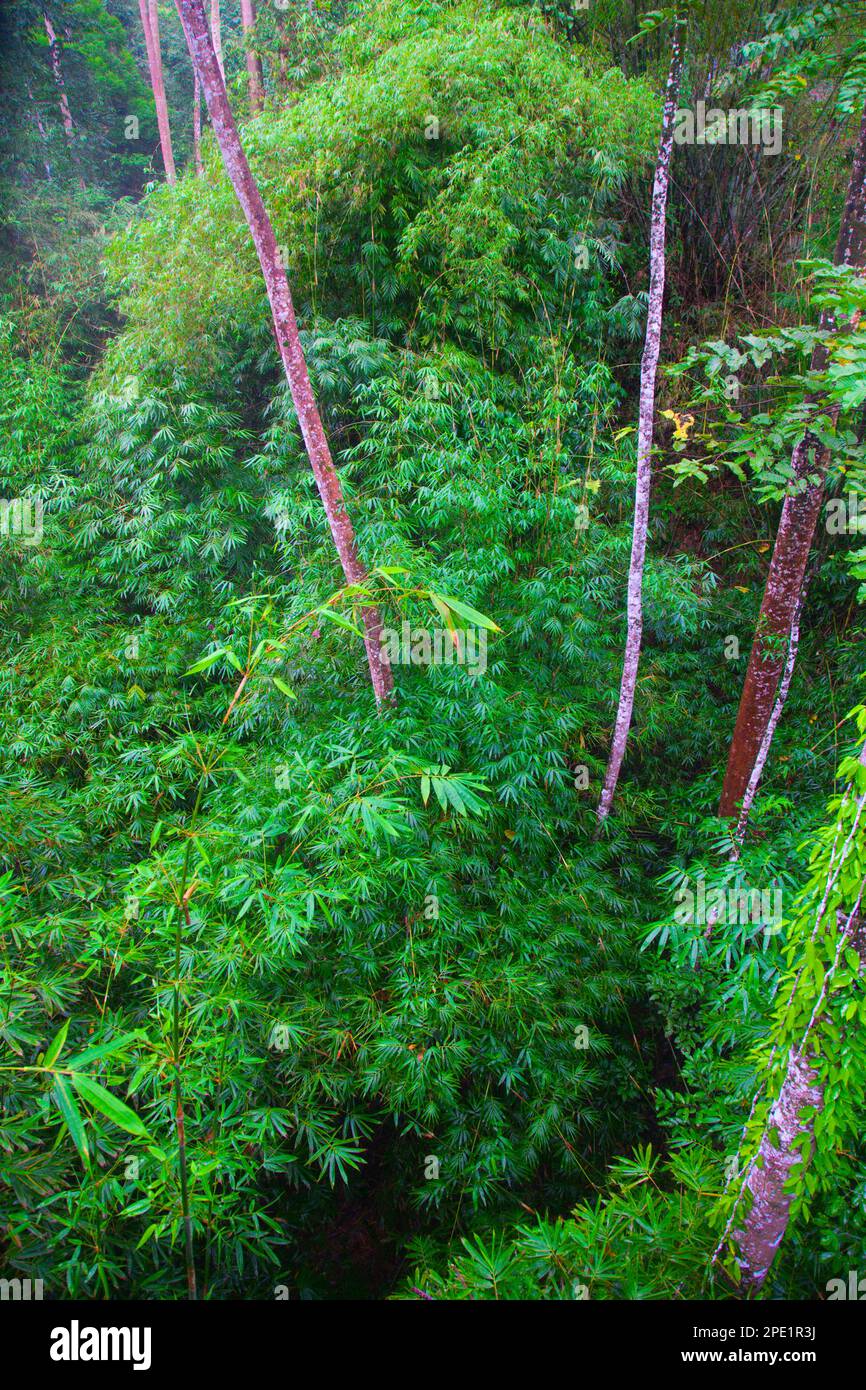 Malaysia, Sabah, Sepilok, rainforest, flora, vegetation, plants, trees ...