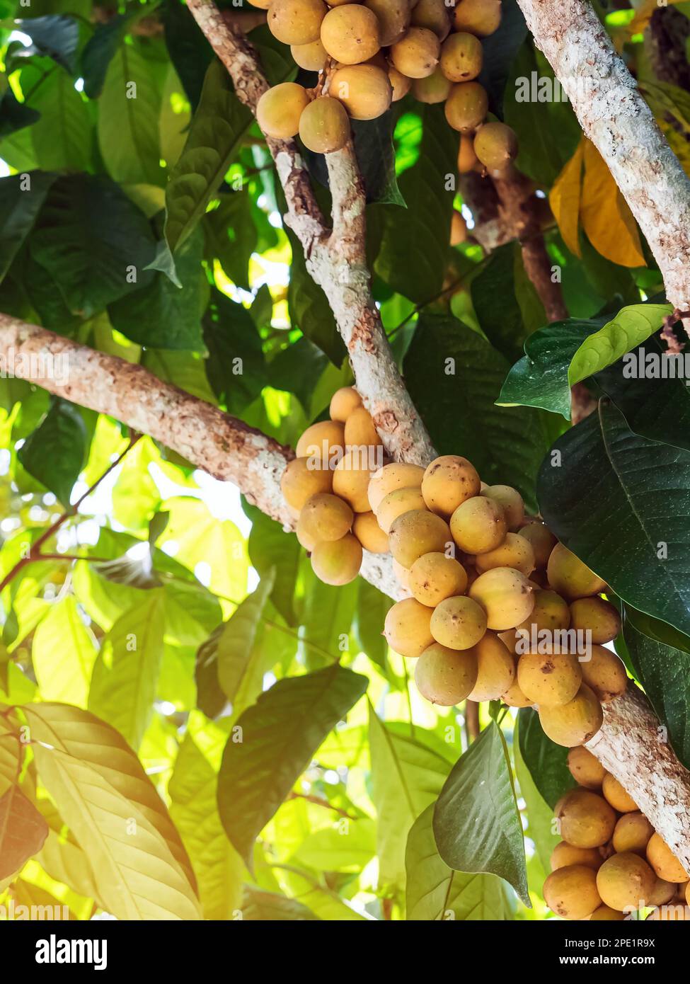 Duku longkong hi-res stock photography and images - Alamy