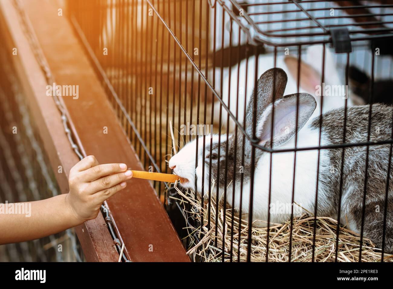 Adorable little girl feeding rabbit at farm. Kid feeding and petting ...