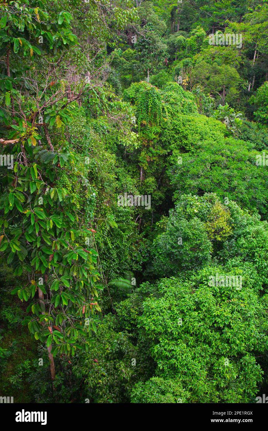 Malaysia, Sabah, Sepilok, rainforest, flora, vegetation, plants, trees ...