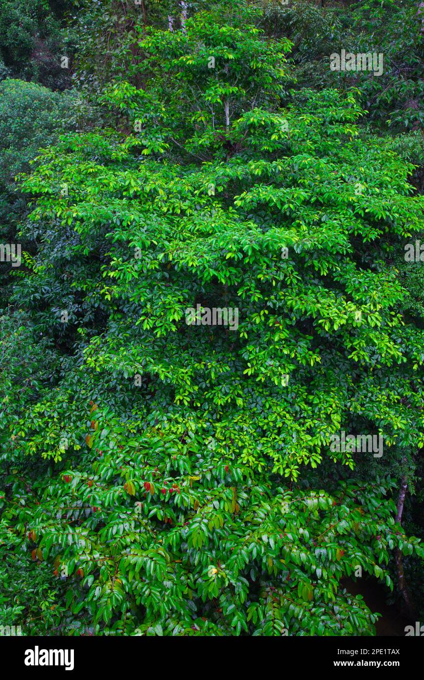 Malaysia, Sabah, Sepilok, rainforest, flora, vegetation, plants, trees ...