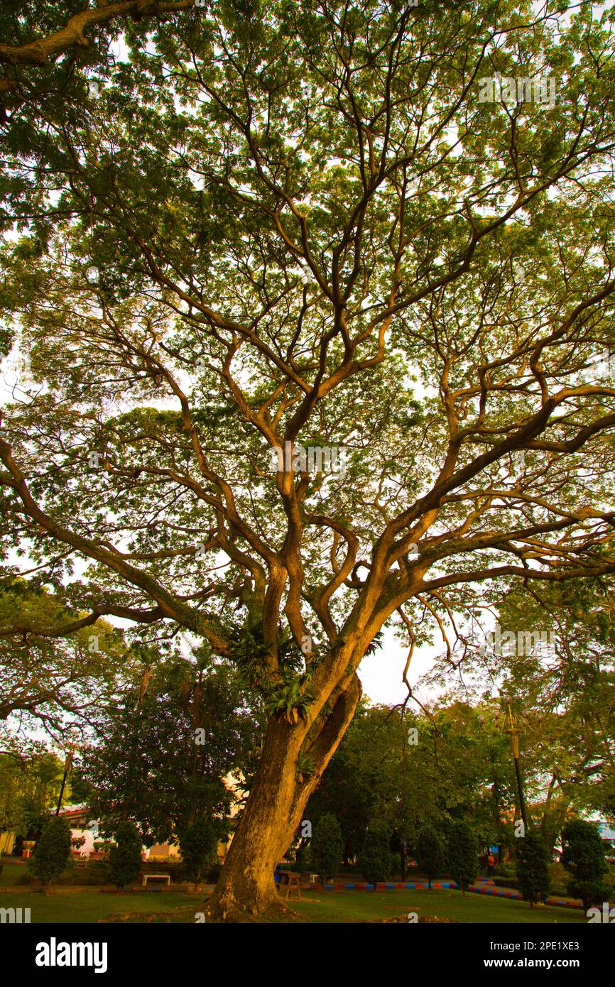 Malaysia, Melaka, Malacca, park, old trees Stock Photo - Alamy