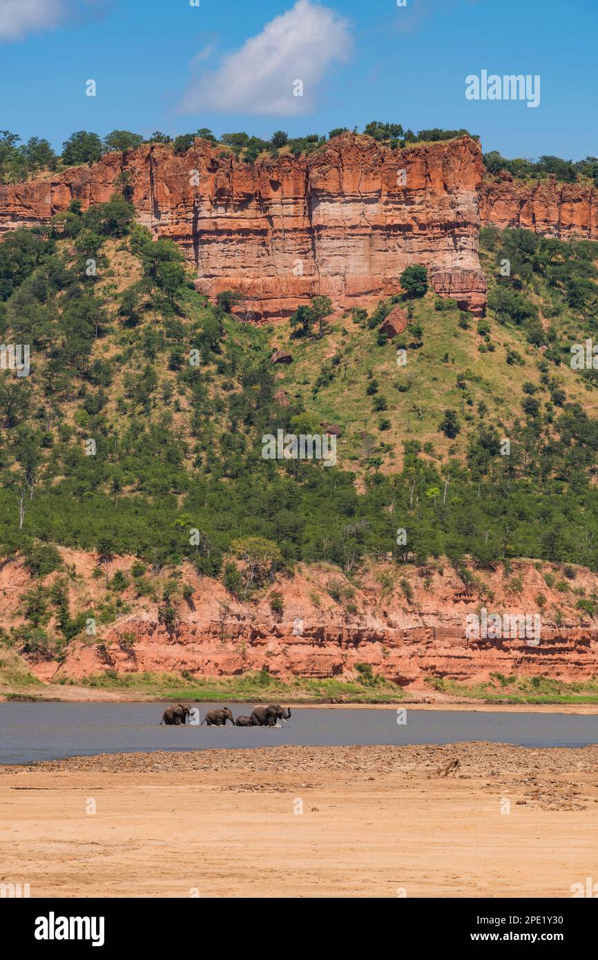 African elephant, Loxodonta africana, under the Chilojo cliffs in ...