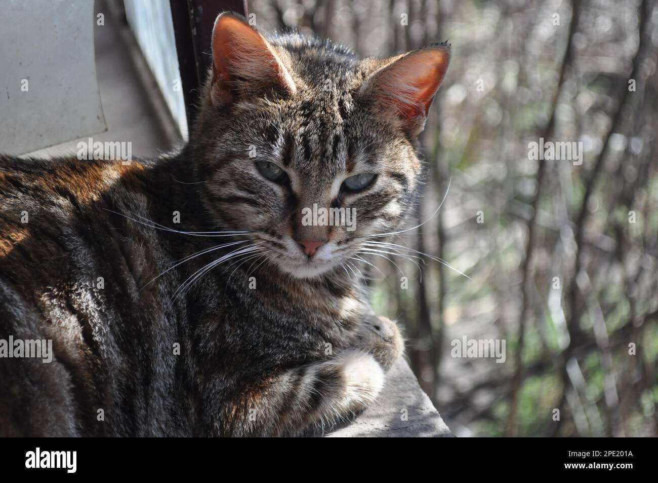 cute cat posing and playing Stock Photo - Alamy
