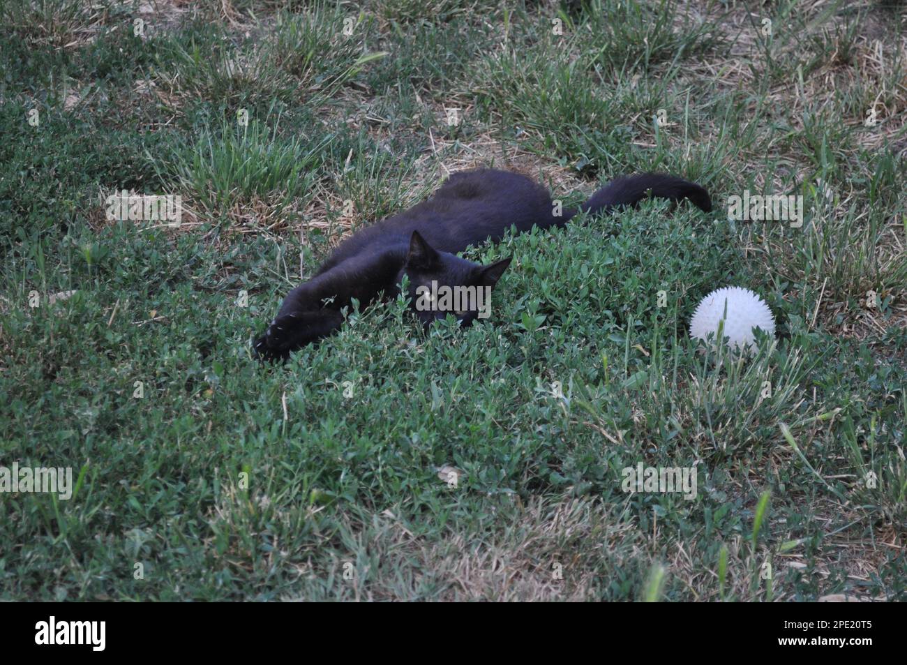 cute cat posing and playing Stock Photo - Alamy