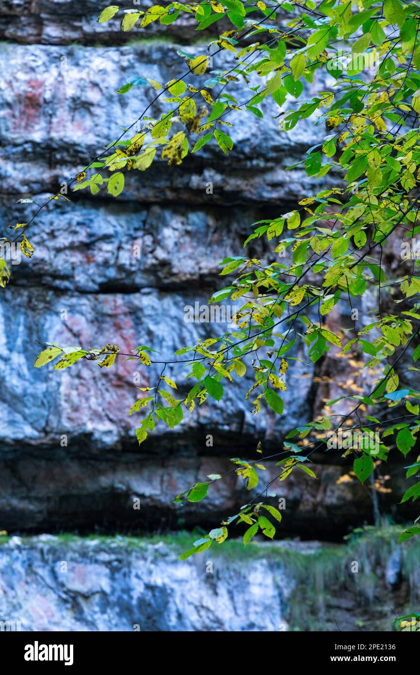 The tree branches with green foliage against the background of a cliff ...