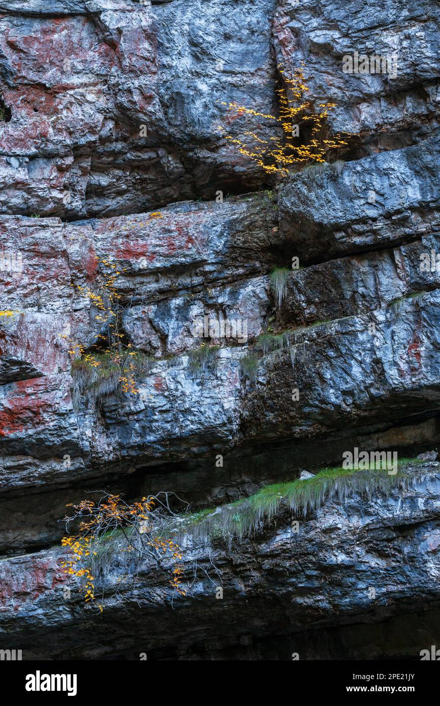 A dark gray cliff's surface with sparse vegetation Stock Photo - Alamy