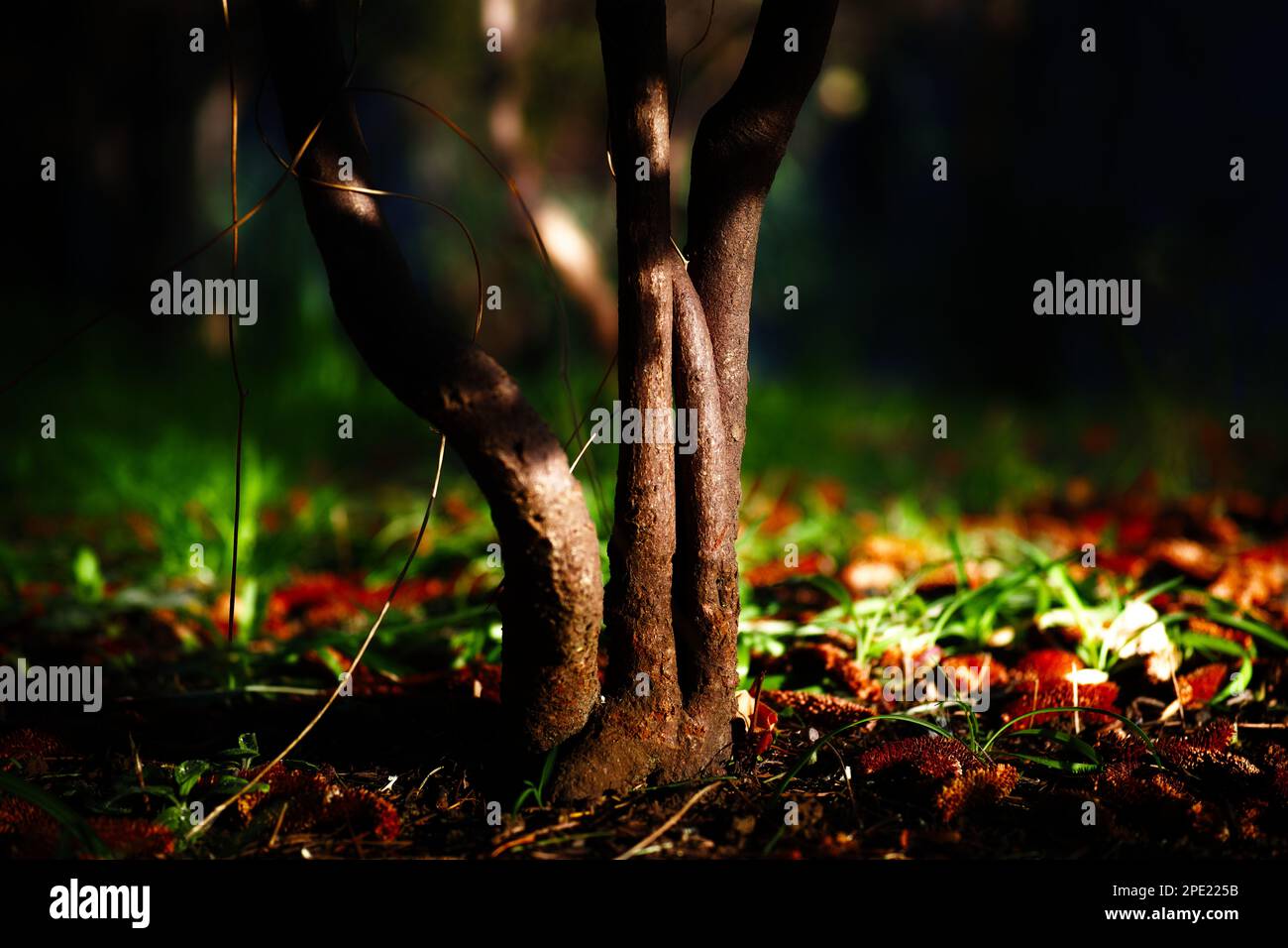 A tree with four thin trunks in a lush, green landscape Stock Photo - Alamy