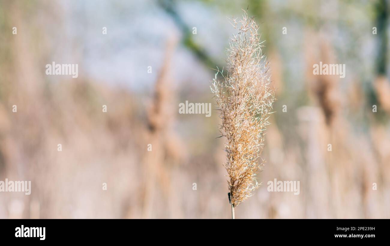 Dry yellow cane on a background of blue sky nice Stock Photo - Alamy