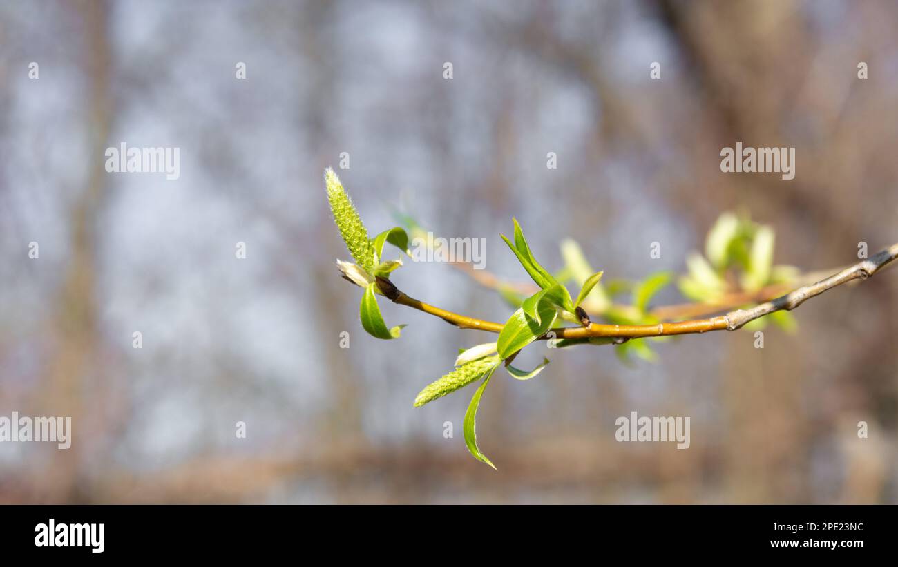 Beautiful spring trees fresh young hi-res stock photography and images ...