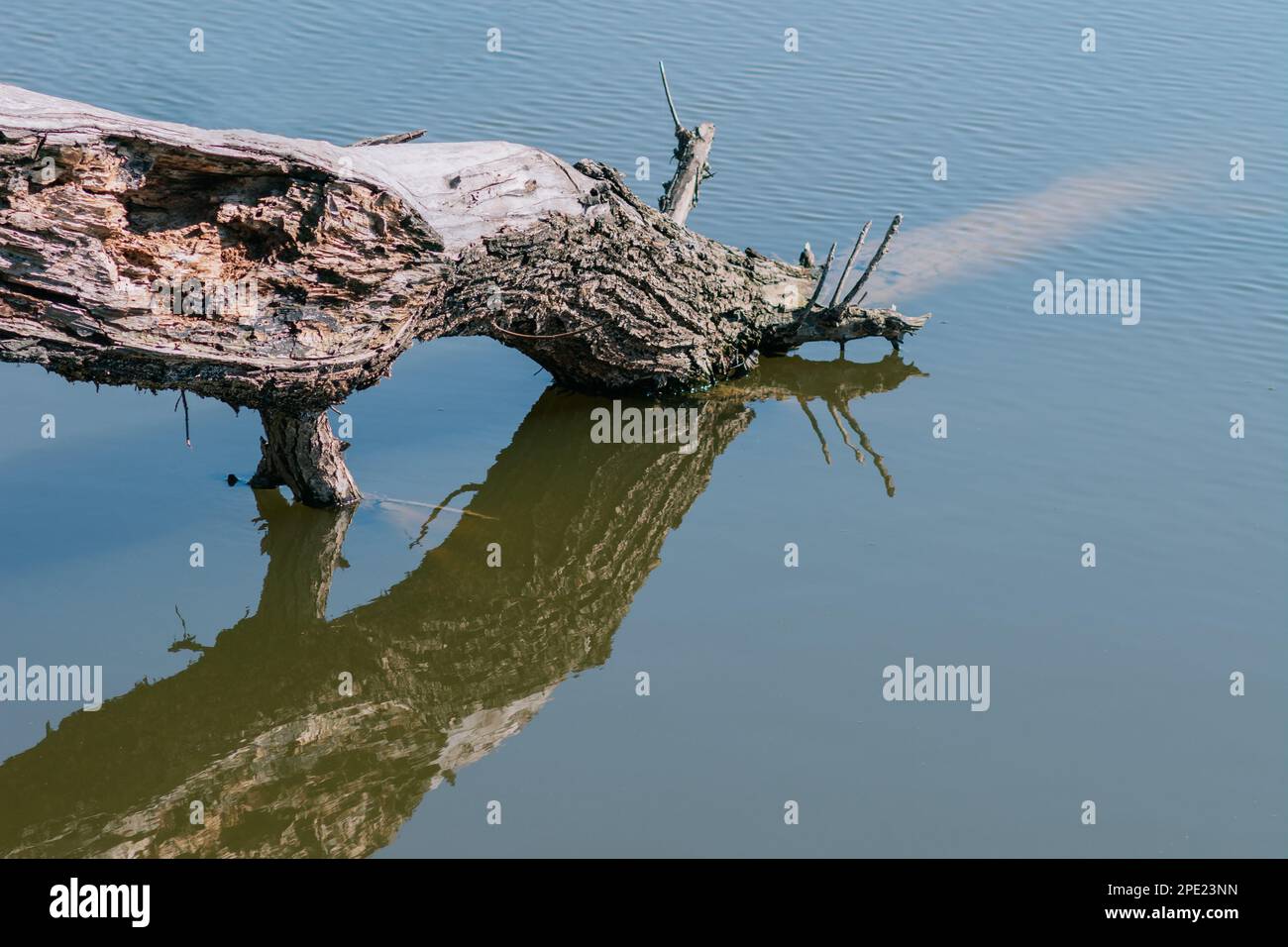 Gray tree branches lying above the water, without leaves, like floating ...