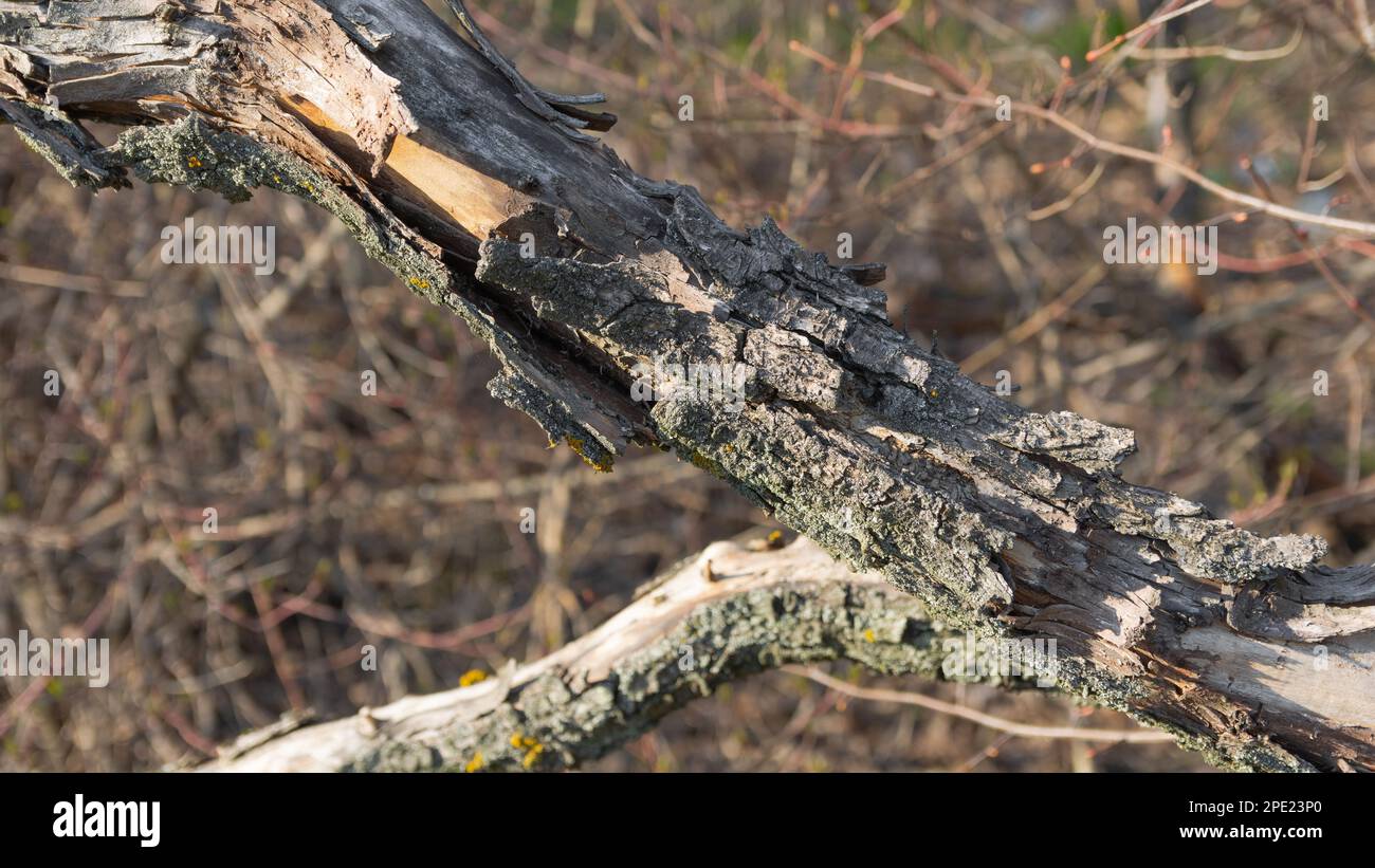 Bark on an old dry tree with moss nice Stock Photo - Alamy