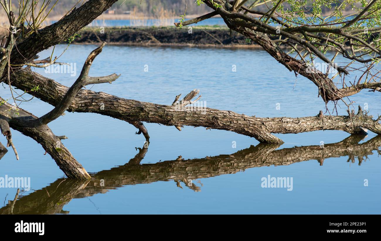 Gray tree branches lying above the water, without leaves, like floating ...