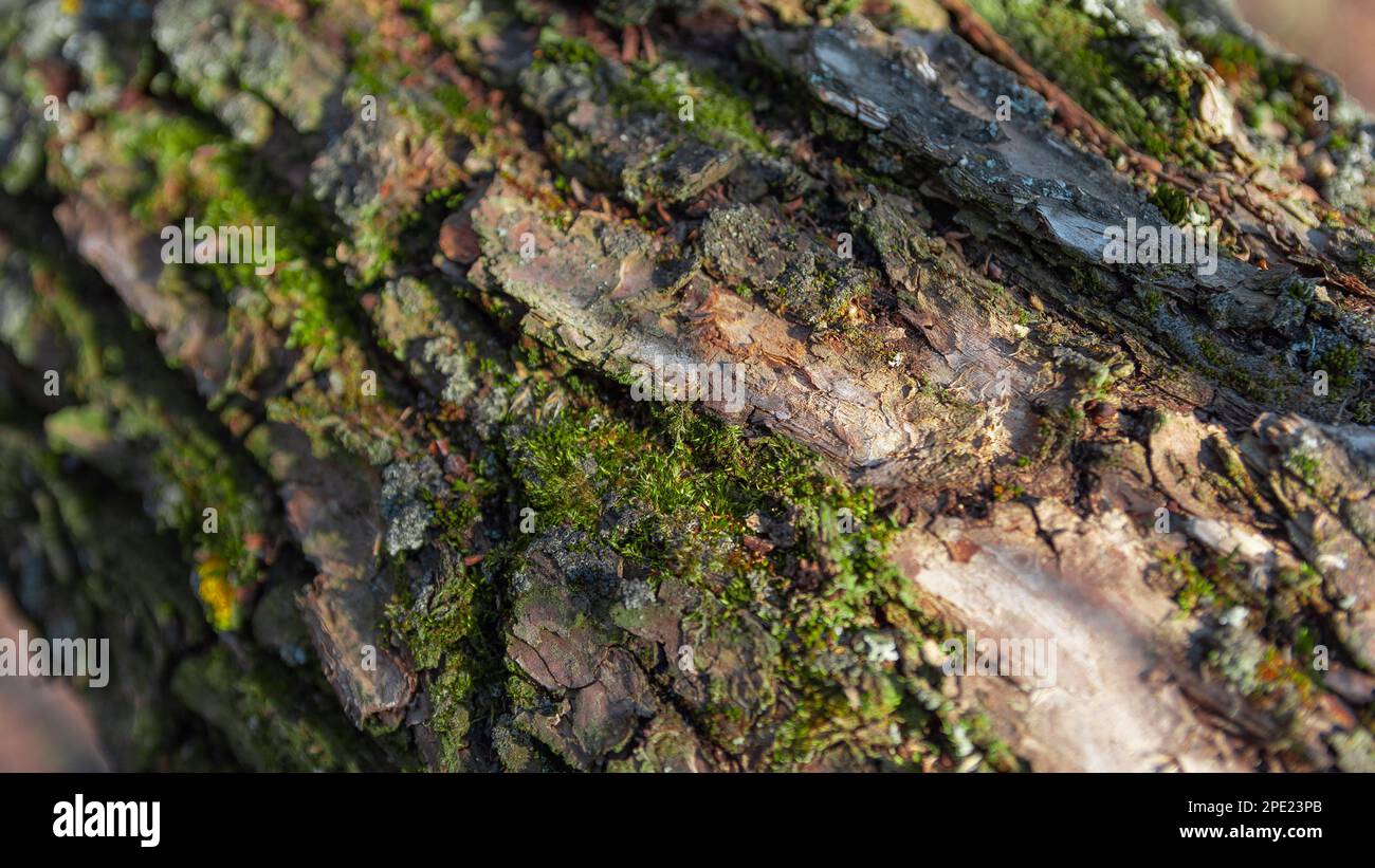 Bark on an old dry tree with moss nice Stock Photo - Alamy