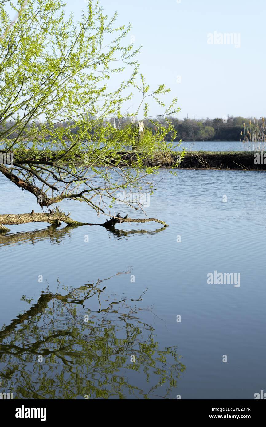 Gray tree branches lying above the water, without leaves, like floating ...