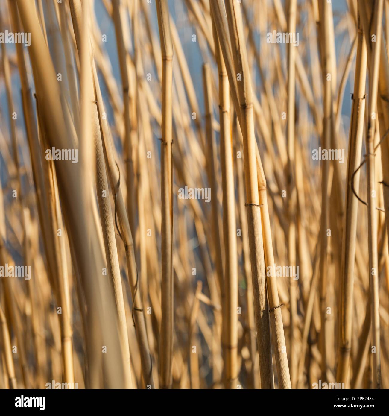 Dry yellow cane stalks close-up shot by the river nice Stock Photo - Alamy
