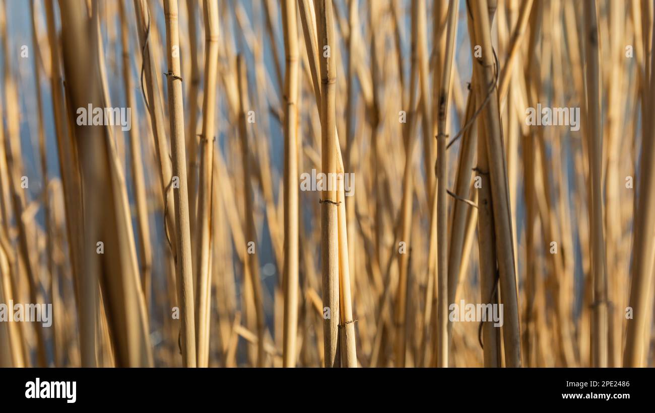 Dry yellow cane stalks close-up shot by the river nice Stock Photo - Alamy