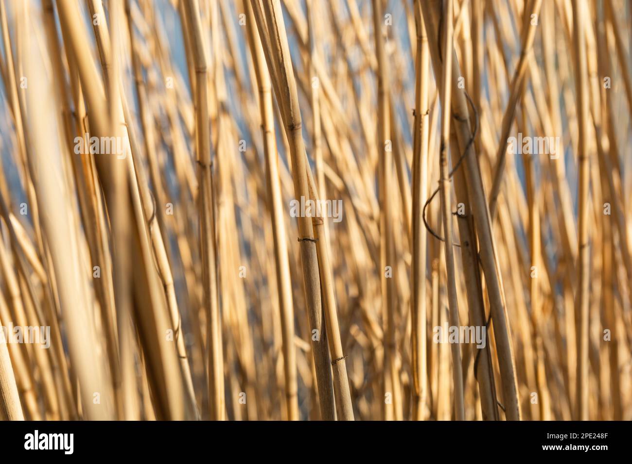 Dry yellow cane stalks close-up shot by the river nice Stock Photo - Alamy