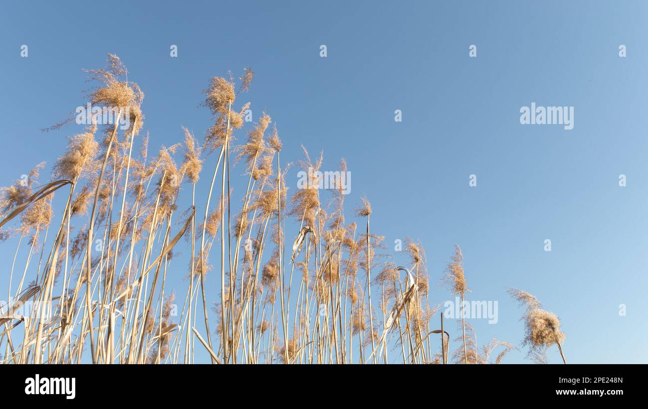Dry yellow cane on a background of blue sky nice Stock Photo - Alamy