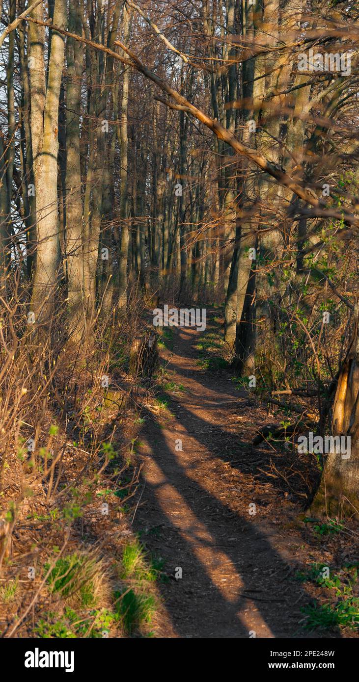 Spring trail walk in the forest. Trees without leaves nice Stock Photo ...