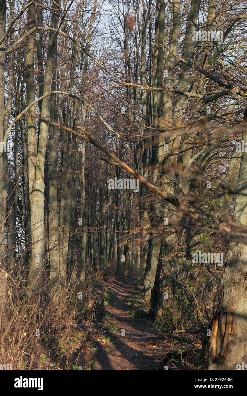 Spring trail walk in the forest. Trees without leaves nice Stock Photo ...