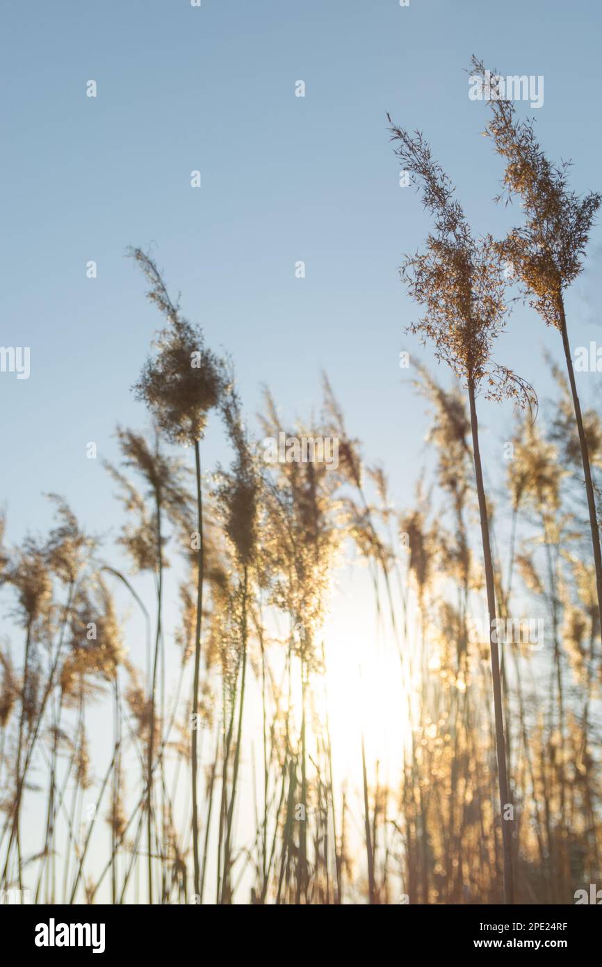 Dry yellow cane on a background of blue sky nice Stock Photo - Alamy
