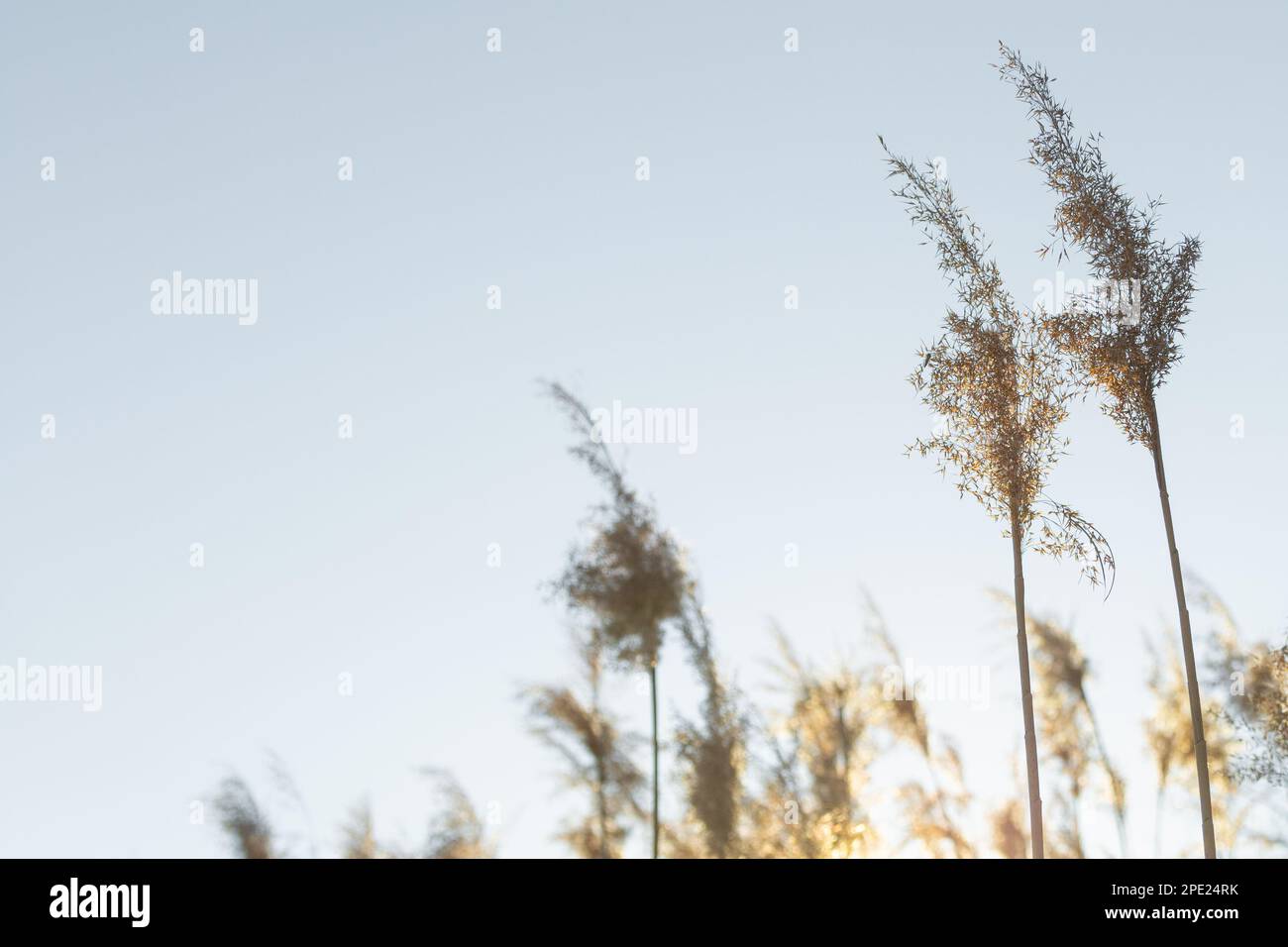 Dry yellow cane on a background of blue sky nice Stock Photo - Alamy