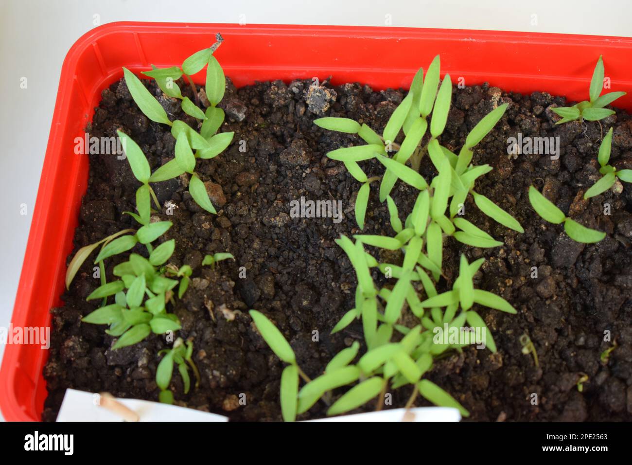 small paprika plants Stock Photo - Alamy