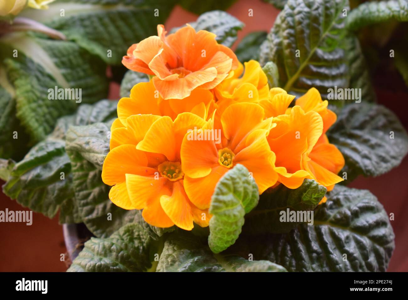 orange blooming primrose Stock Photo - Alamy