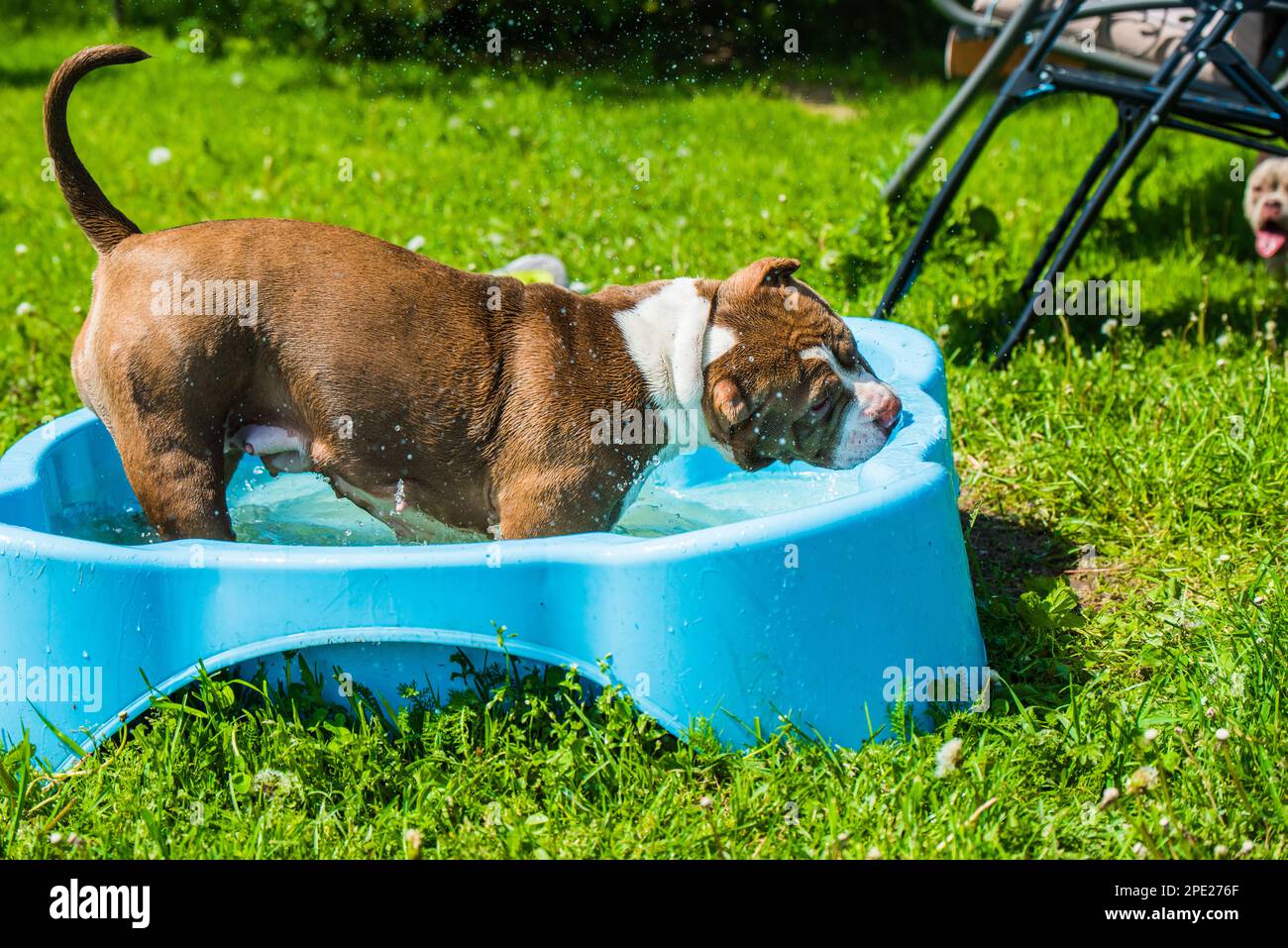American Bully dog is swimming in pool Stock Photo - Alamy