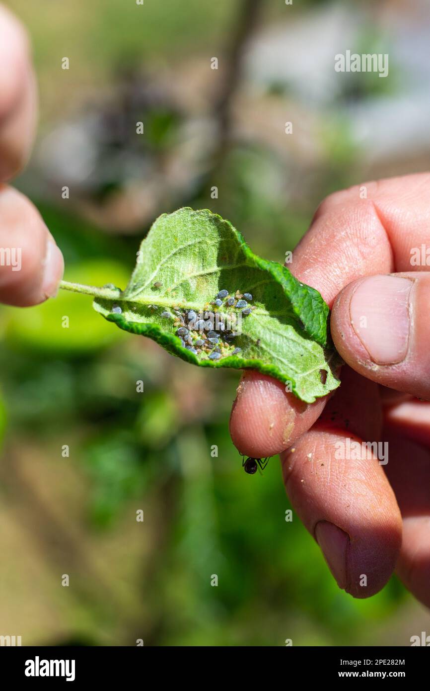 A fat black aphid on a green leaf in the gardener's hands. Prevention ...