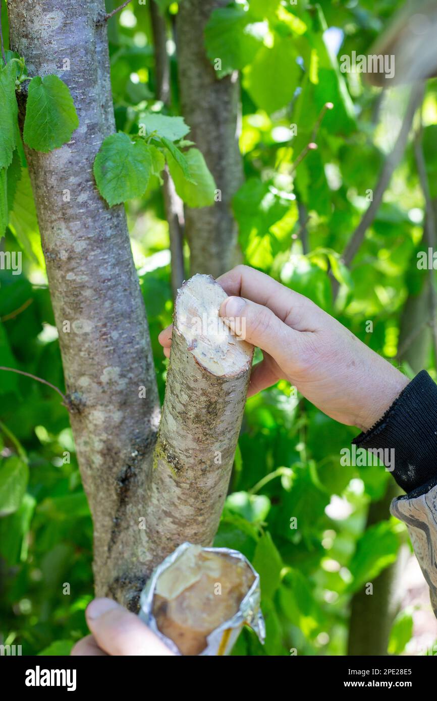 A gardener covers the cut of a fruit tree with orchard wax to prevent ...