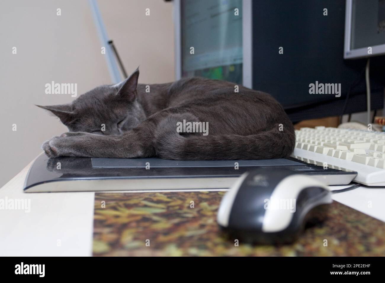 Sleeping cat computer hi-res stock photography and images - Alamy