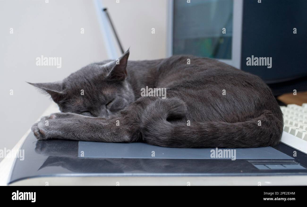 Sleeping cat computer hi-res stock photography and images - Alamy