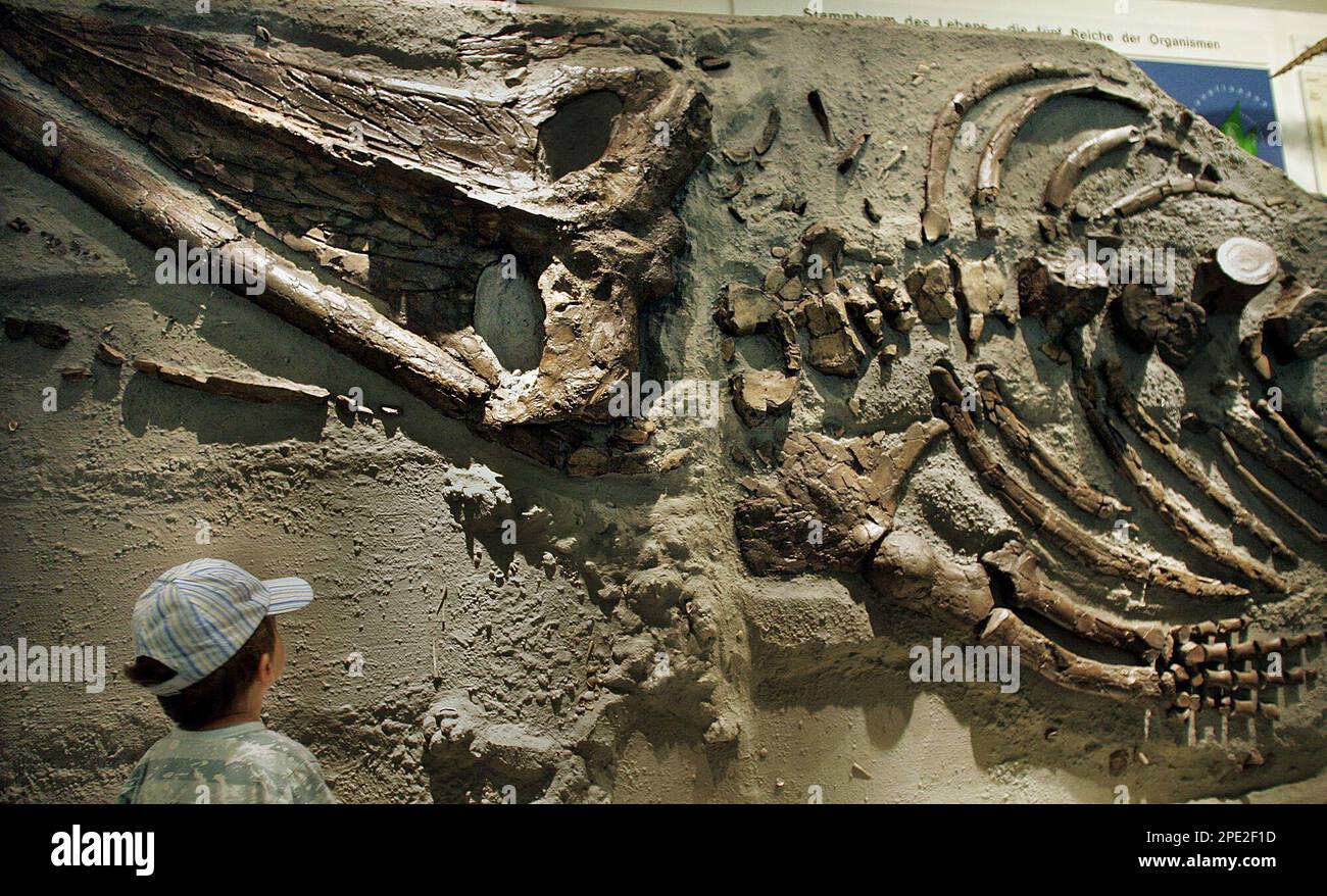 Three-year old Silas admires the ten-million-year old whale skeleton in ...