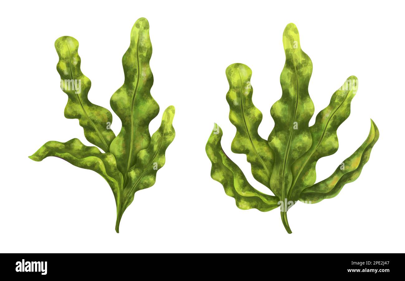 A set of seaweed of bright green color. Marine tropical plant ...