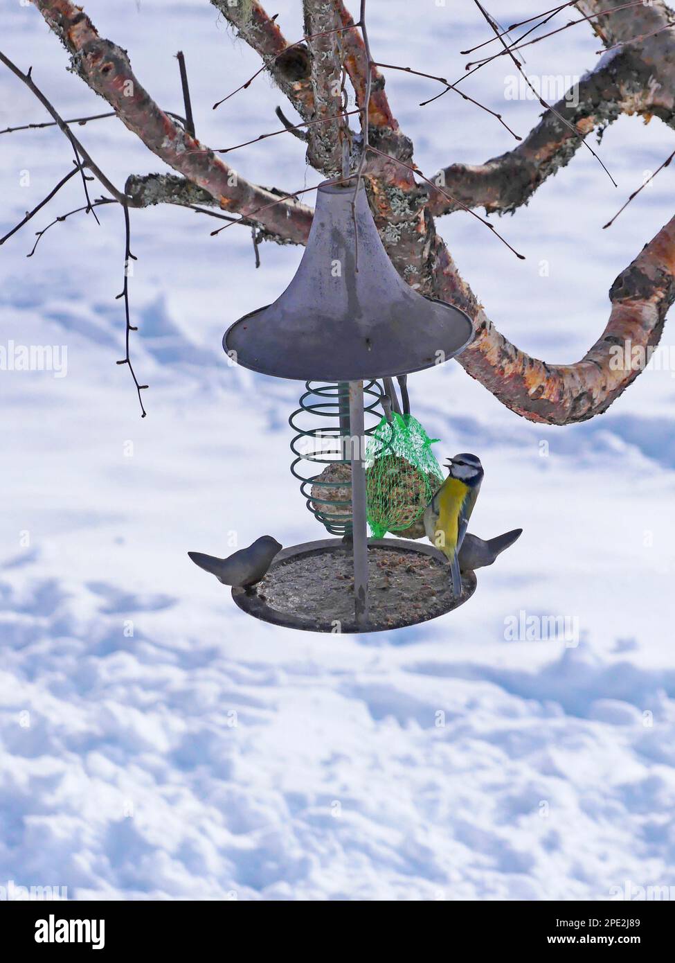 Tallow ox on bird feeder Stock Photo - Alamy