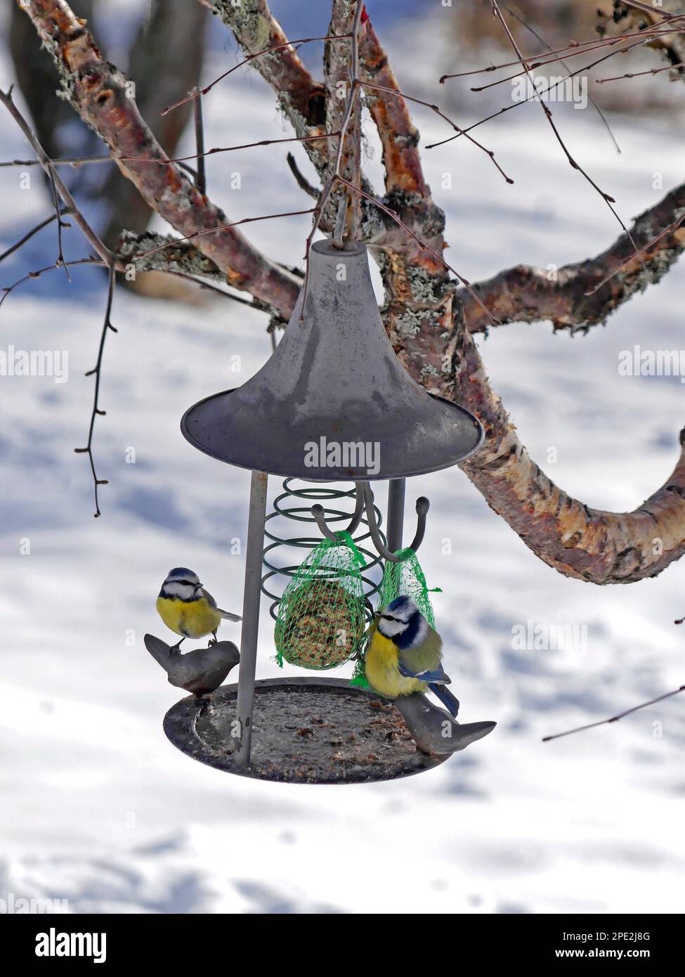 Tallow oxen hi-res stock photography and images - Alamy