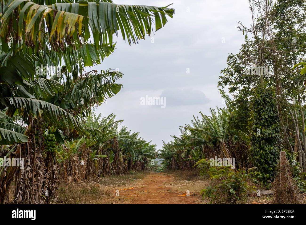 Banana palm tree plantation. Tropical fruits garden Stock Photo - Alamy