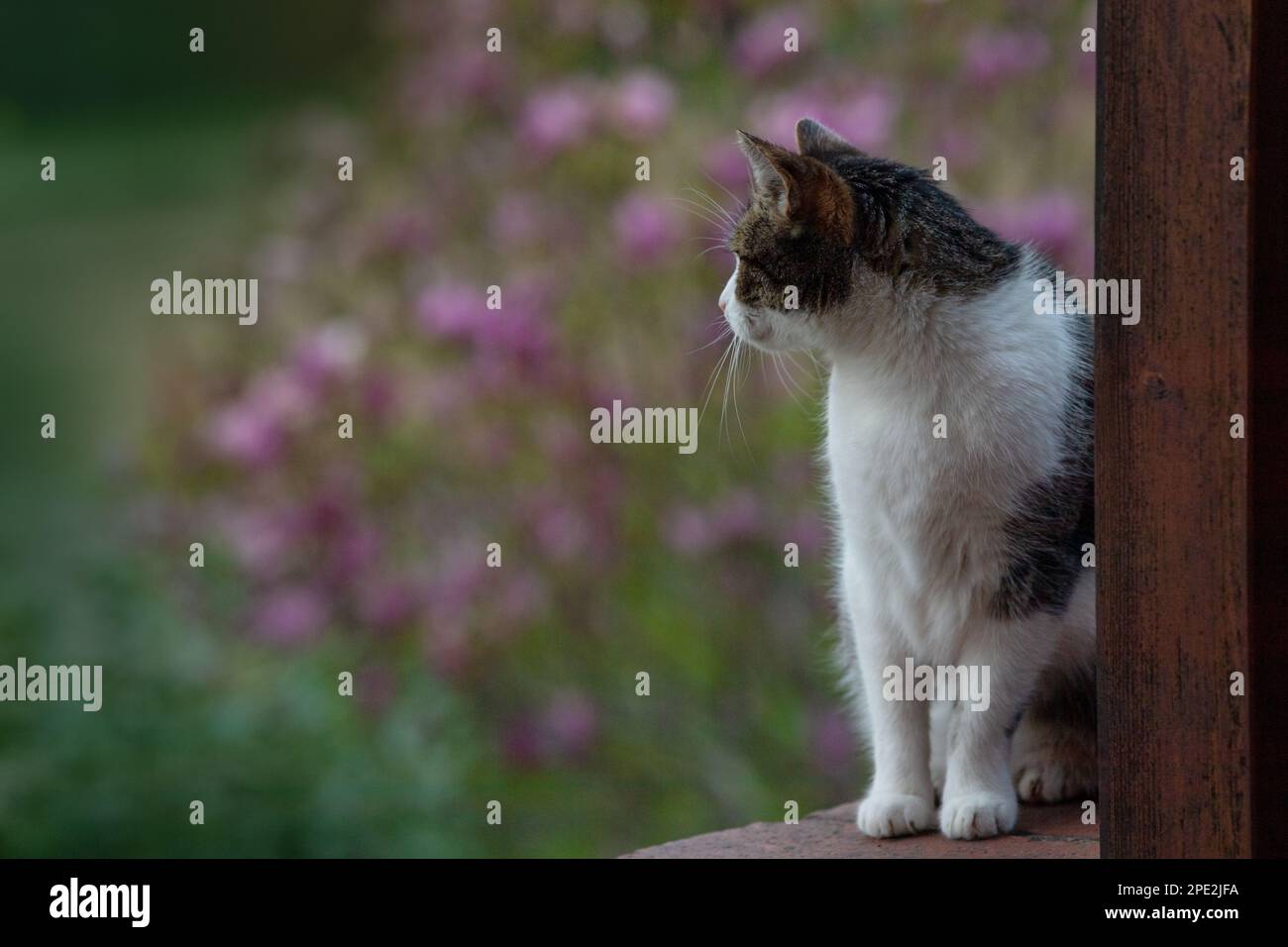 Old domestic cat on a terrace looks into the distance Stock Photo - Alamy