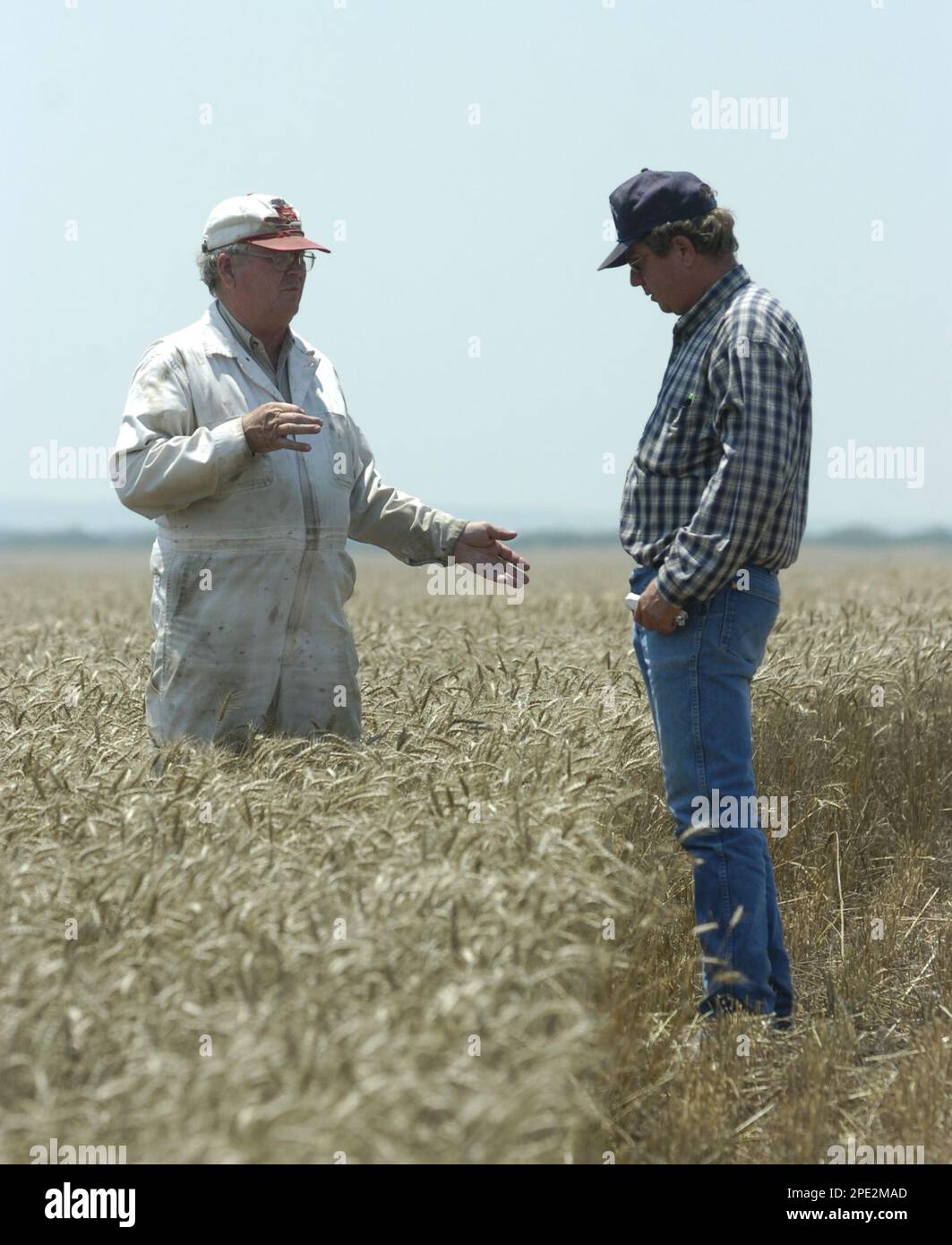 Custom cutter Rick Farris, left, negotiates with wheat farmer Randy ...