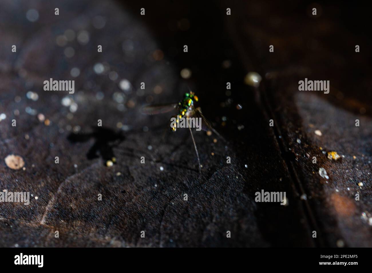 Long legged flies hi-res stock photography and images - Alamy