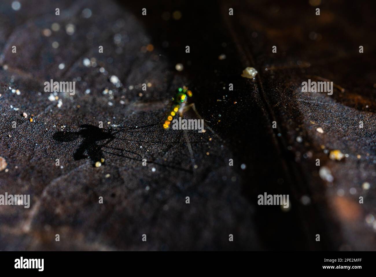 Long legged flies hi-res stock photography and images - Alamy