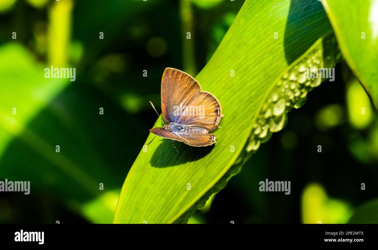 Curetis santana malayica (Malayan Sunbeam Stock Photo - Alamy