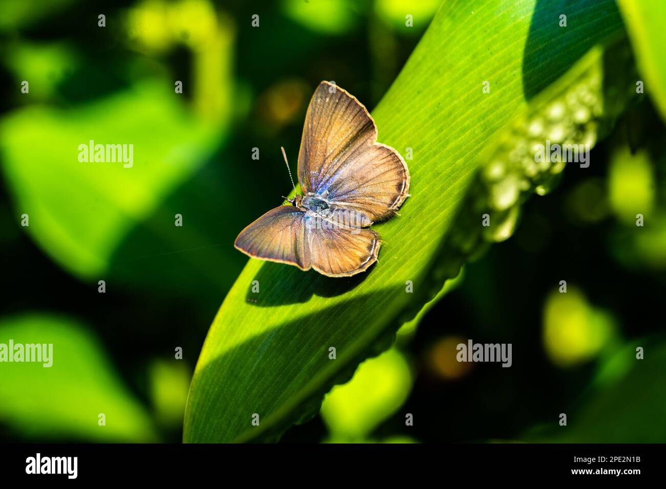 Curetis santana malayica (Malayan Sunbeam Stock Photo - Alamy