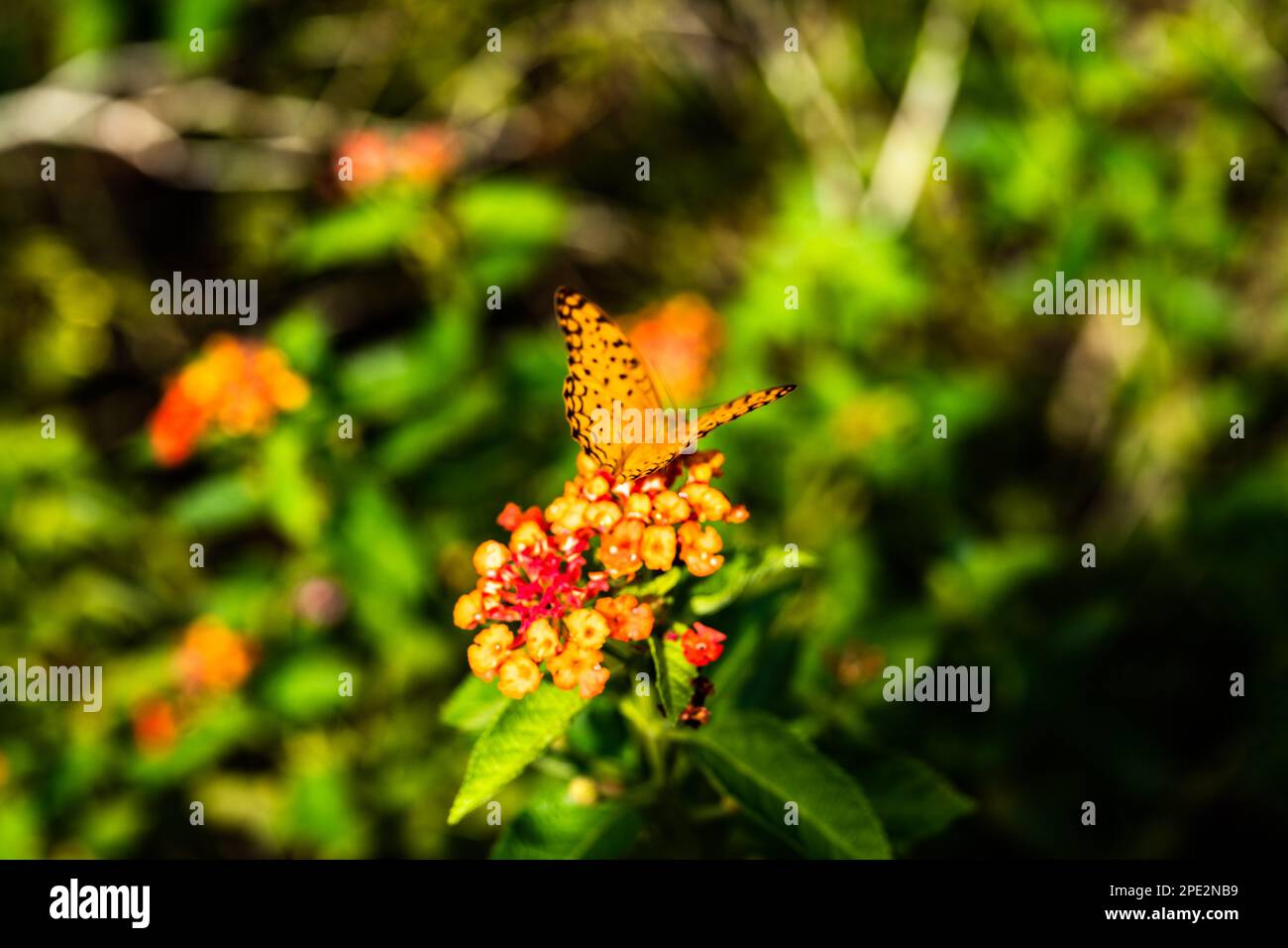 Phalanta phalantha phalantha (Leopard), butterfly Stock Photo - Alamy