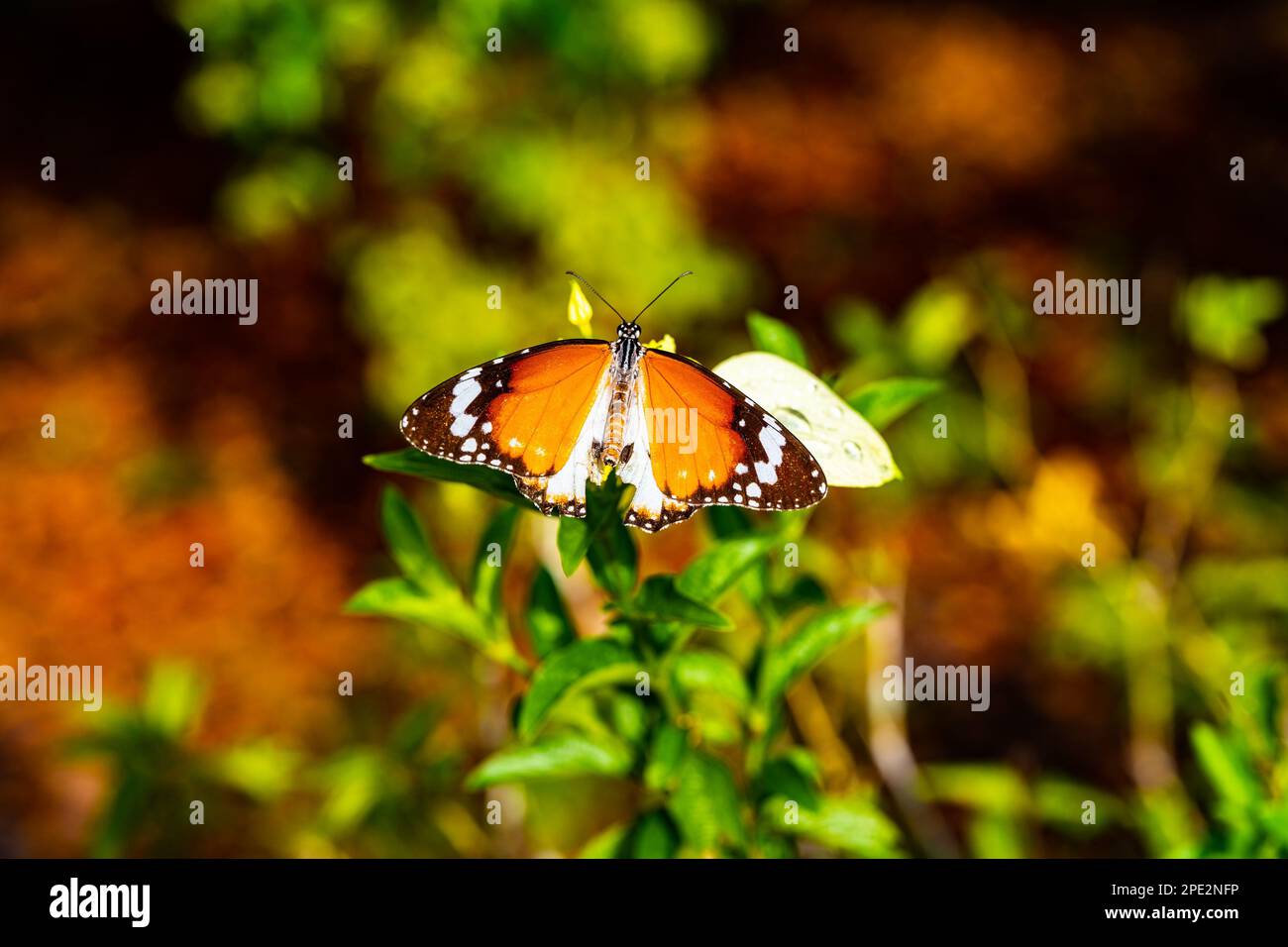 Danaus genutia genutia (Common Tiger), butterfly Stock Photo - Alamy